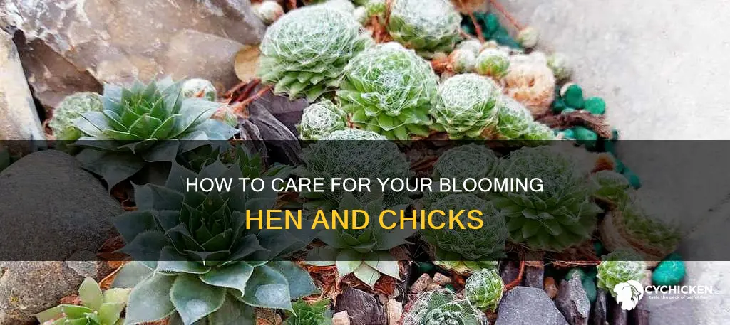 How To Care For Your Blooming Hen And Chicks | CyChicken