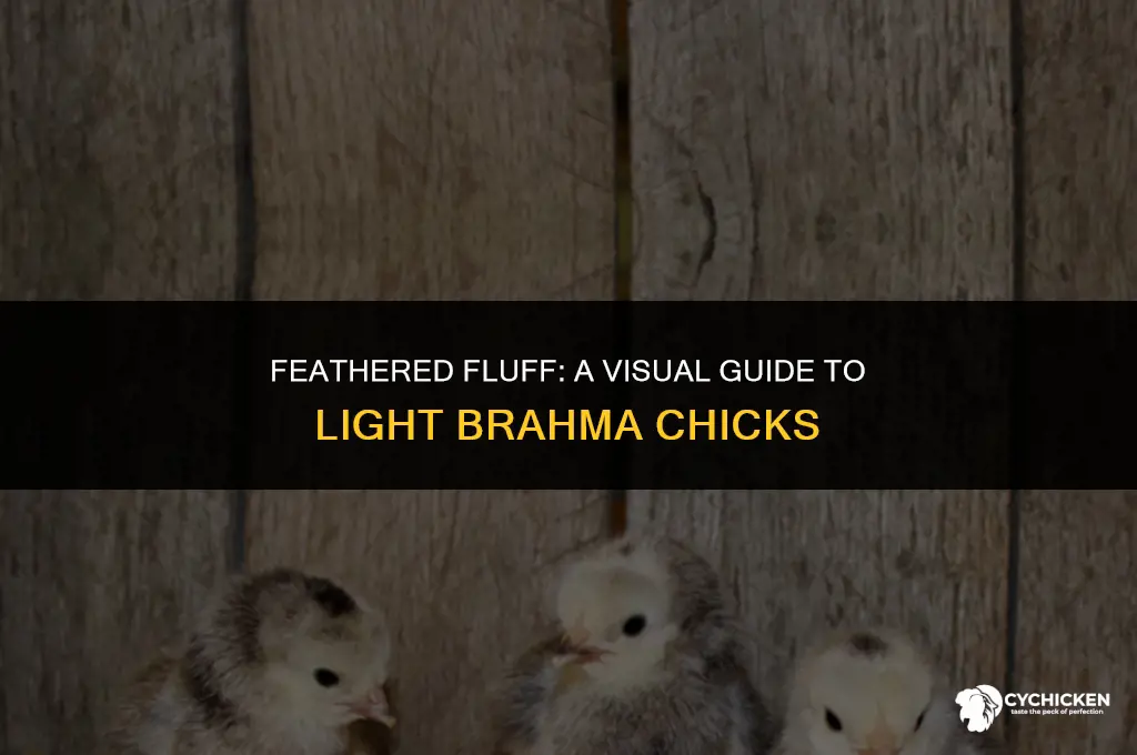 Feathered Fluff: A Visual Guide To Light Brahma Chicks | CyChicken