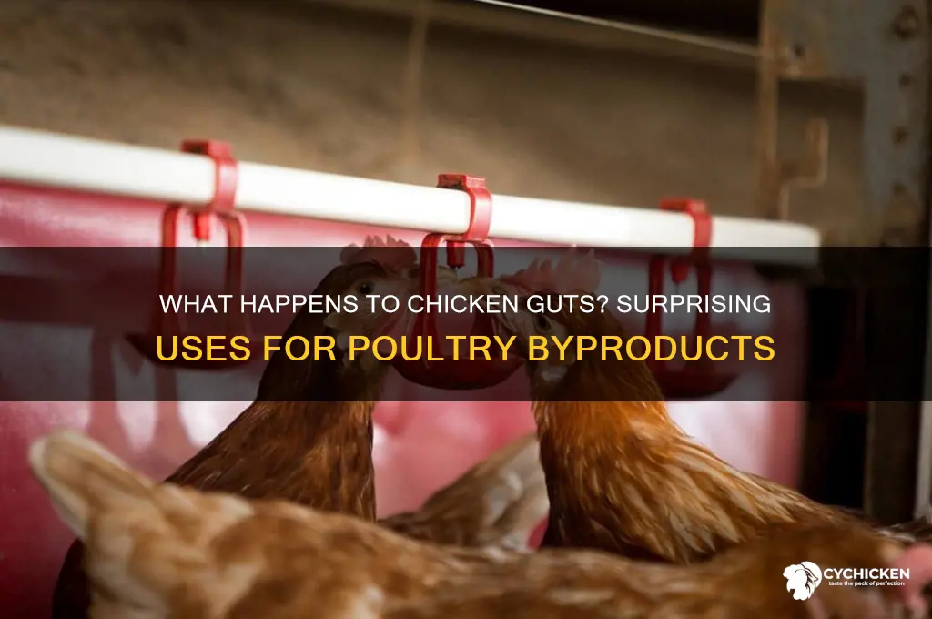 What Happens To Chicken Guts? Surprising Uses For Poultry Byproducts ...