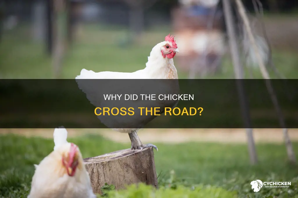 Why Did The Chicken Cross The Road? | CyChicken