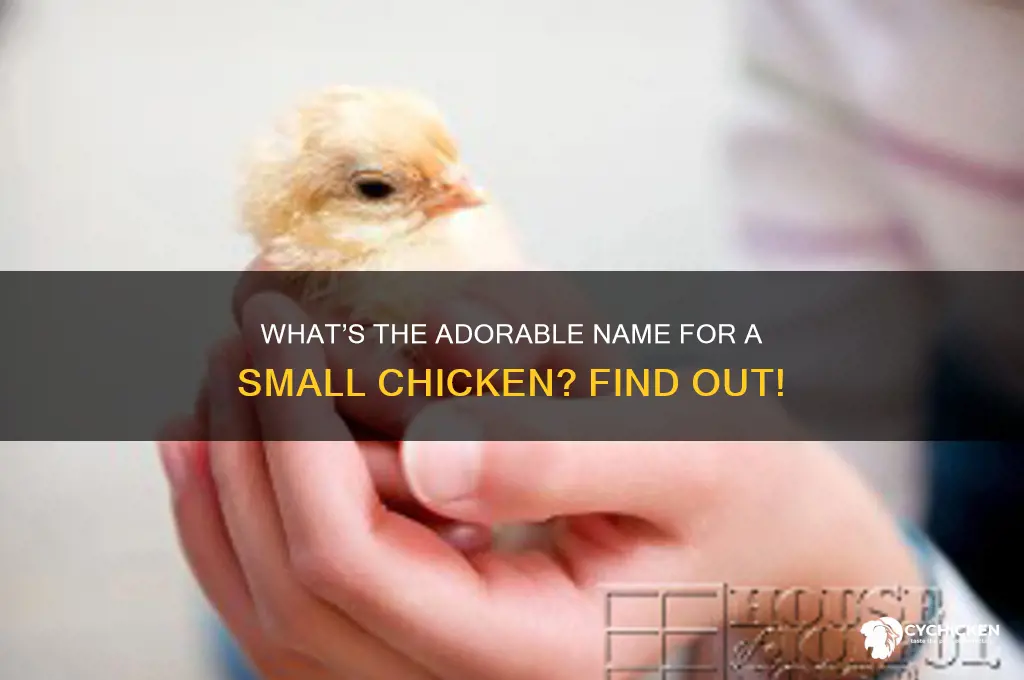 What’S The Adorable Name For A Small Chicken? Find Out! | CyChicken