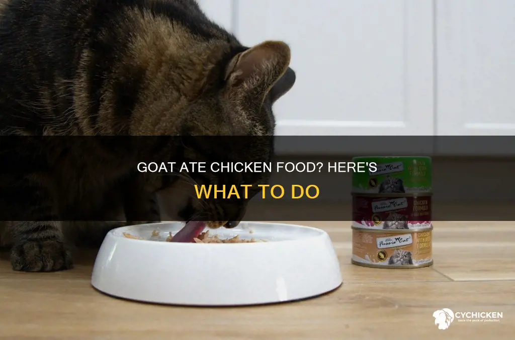 Goat Ate Chicken Food? Here's What To Do | CyChicken