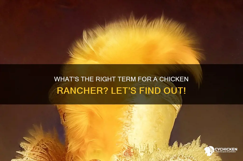 What’S The Right Term For A Chicken Rancher? Let’S Find Out! | CyChicken