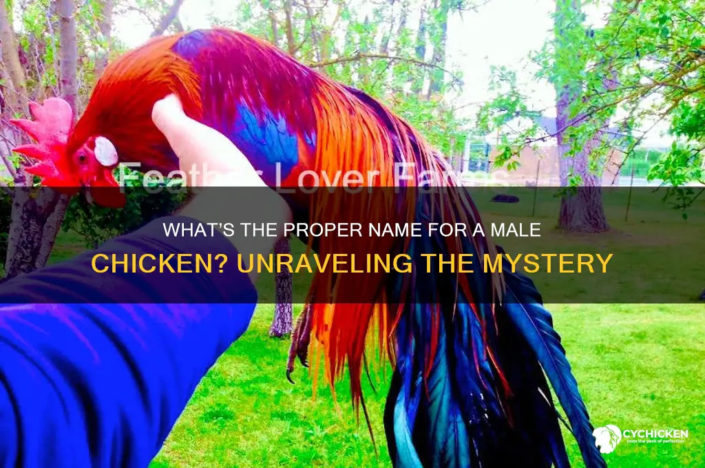 What’S The Proper Name For A Male Chicken? Unraveling The Mystery ...