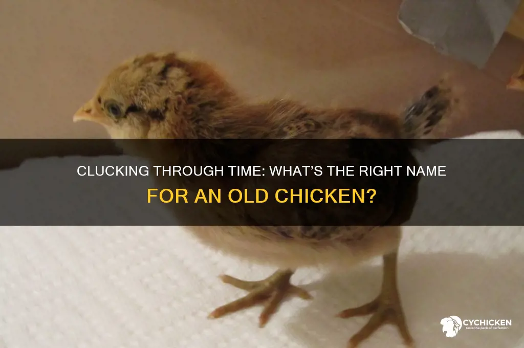 Clucking Through Time: What’S The Right Name For An Old Chicken ...