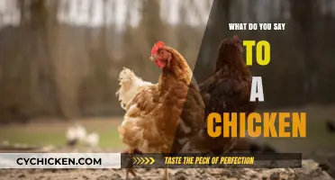 Understanding Broodiness: What It Means When Your Chicken Goes Broody ...