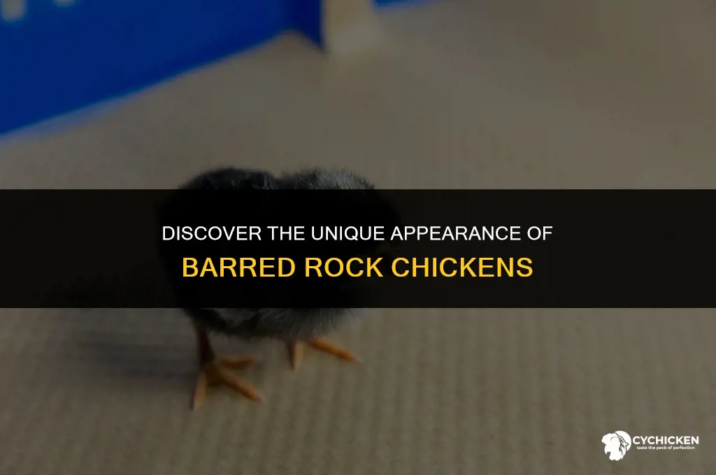 Discover The Unique Appearance Of Barred Rock Chickens | CyChicken