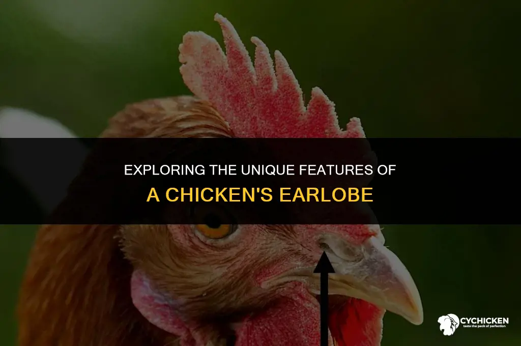 Exploring The Unique Features Of A Chicken's Earlobe | CyChicken