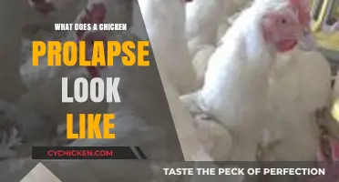 Exploring The Anatomy Of A Chicken Quarter: A Visual Guide | CyChicken