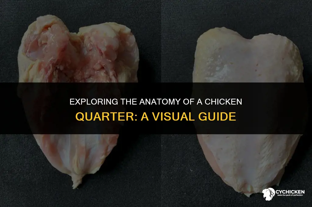 Exploring The Anatomy Of A Chicken Quarter: A Visual Guide | CyChicken