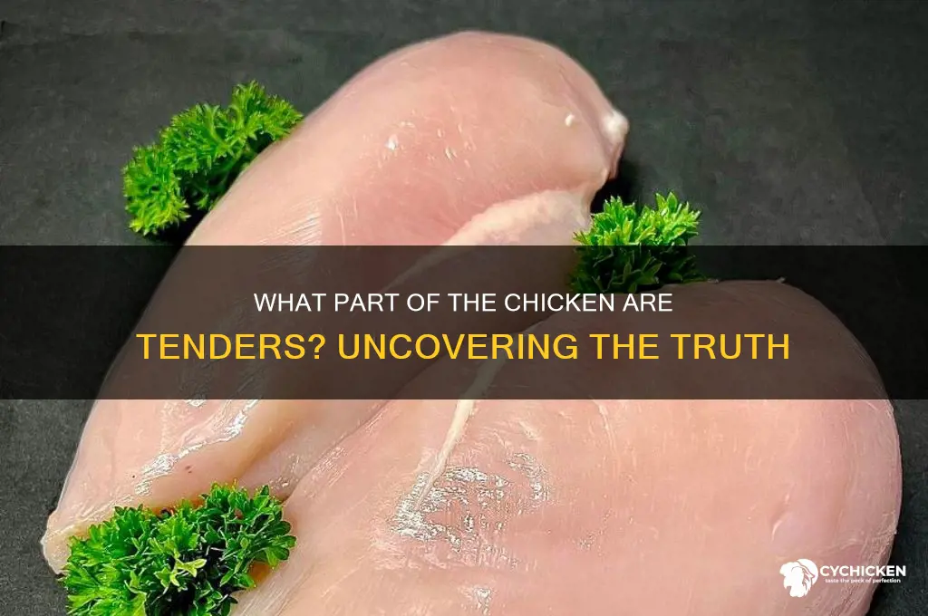 What Part Of The Chicken Are Tenders? Uncovering The Truth | CyChicken