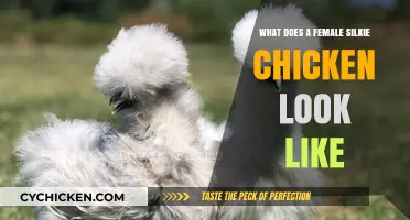 Understanding Broiler Chickens: Types, Characteristics, And Farming ...