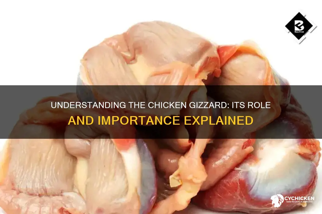 Understanding The Chicken Gizzard: Its Role And Importance Explained ...
