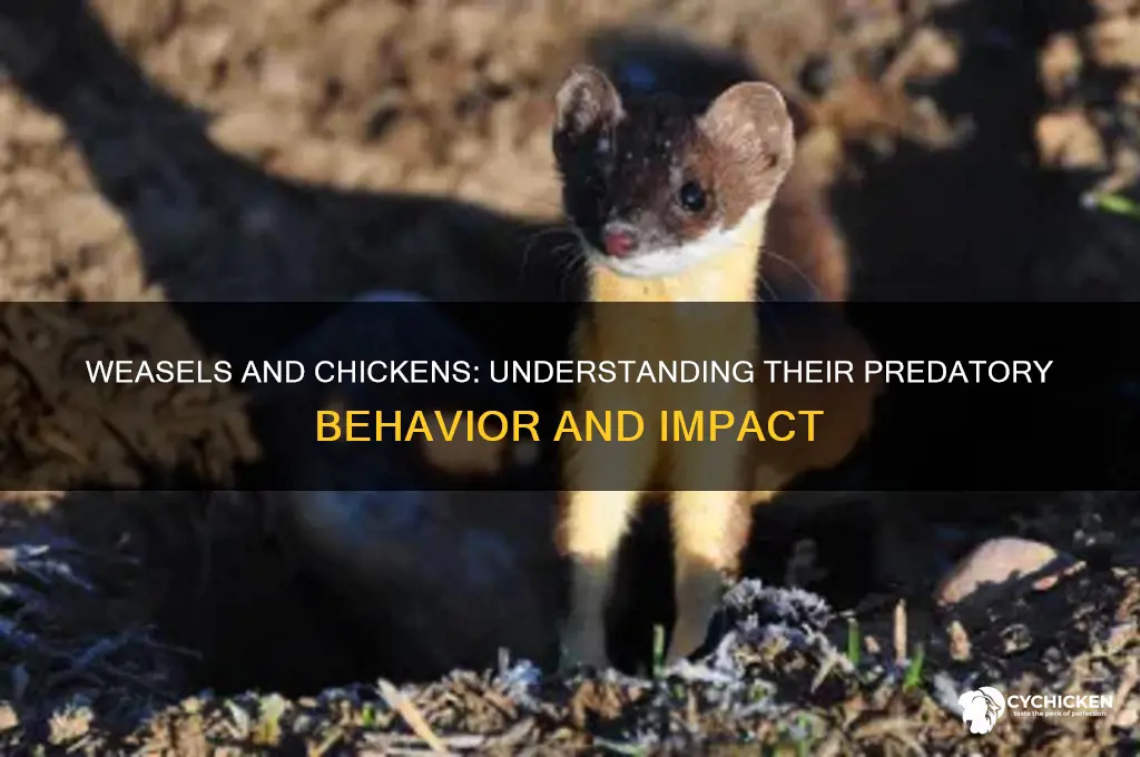 Weasels And Chickens: Understanding Their Predatory Behavior And Impact ...