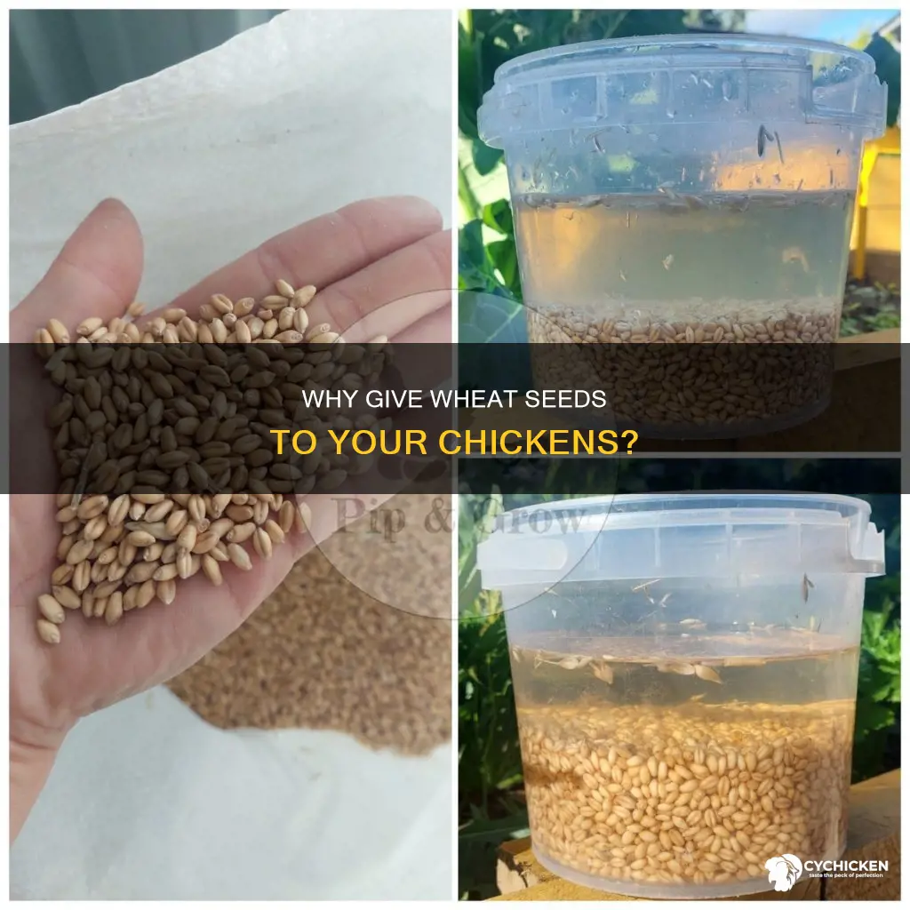 Why Give Wheat Seeds To Your Chickens? | CyChicken