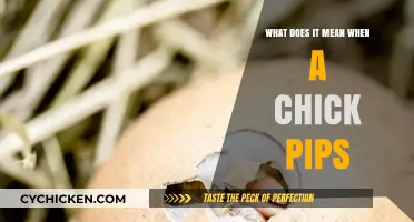 Understanding The Risky Game: What Does 'Play Chicken' Really Mean ...