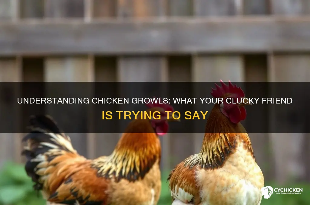 Understanding Chicken Growls: What Your Clucky Friend Is Trying To Say ...