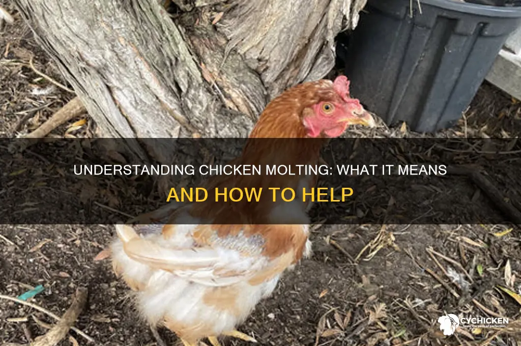 Understanding Chicken Molting: What It Means And How To Help | CyChicken