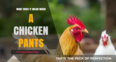 Understanding Chicken Brooding: Signs, Causes, And Care Tips | CyChicken