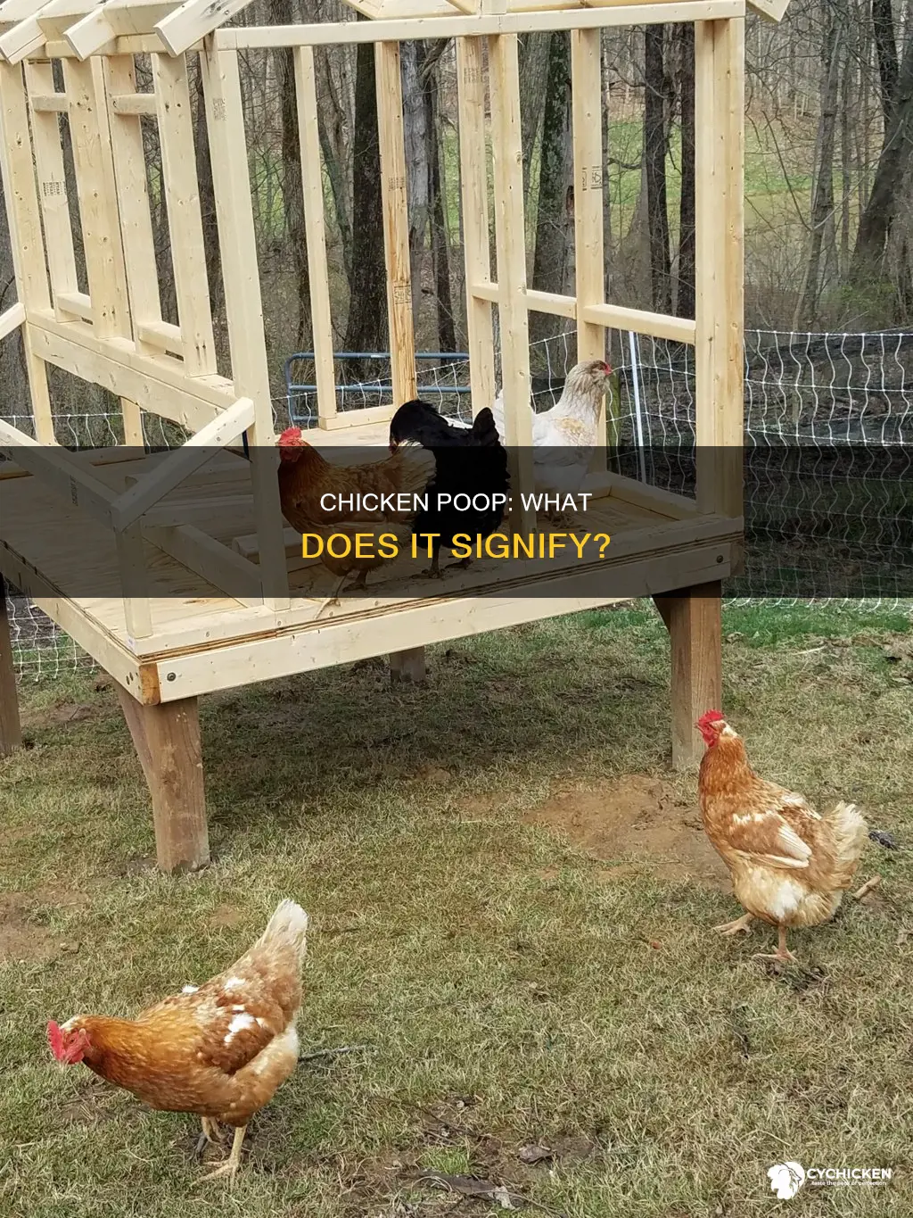 Chicken Poop: What Does It Signify? | CyChicken
