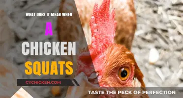 Understanding Chicken Processing: What It Means And Why It Matters ...
