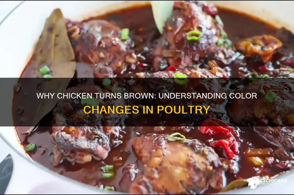Why Chicken Turns Brown: Understanding Color Changes In Poultry | CyChicken
