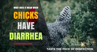 Understanding Chicken Processing: What It Means And Why It Matters ...