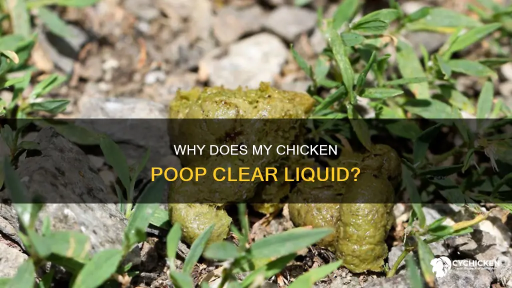 Why Does My Chicken Poop Clear Liquid? | CyChicken
