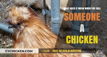 Why Do Chickens Fight And Bully Each Other? | CyChicken