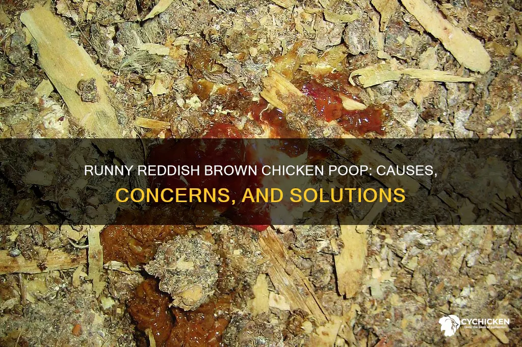 Runny Reddish Brown Chicken Poop: Causes, Concerns, And Solutions ...