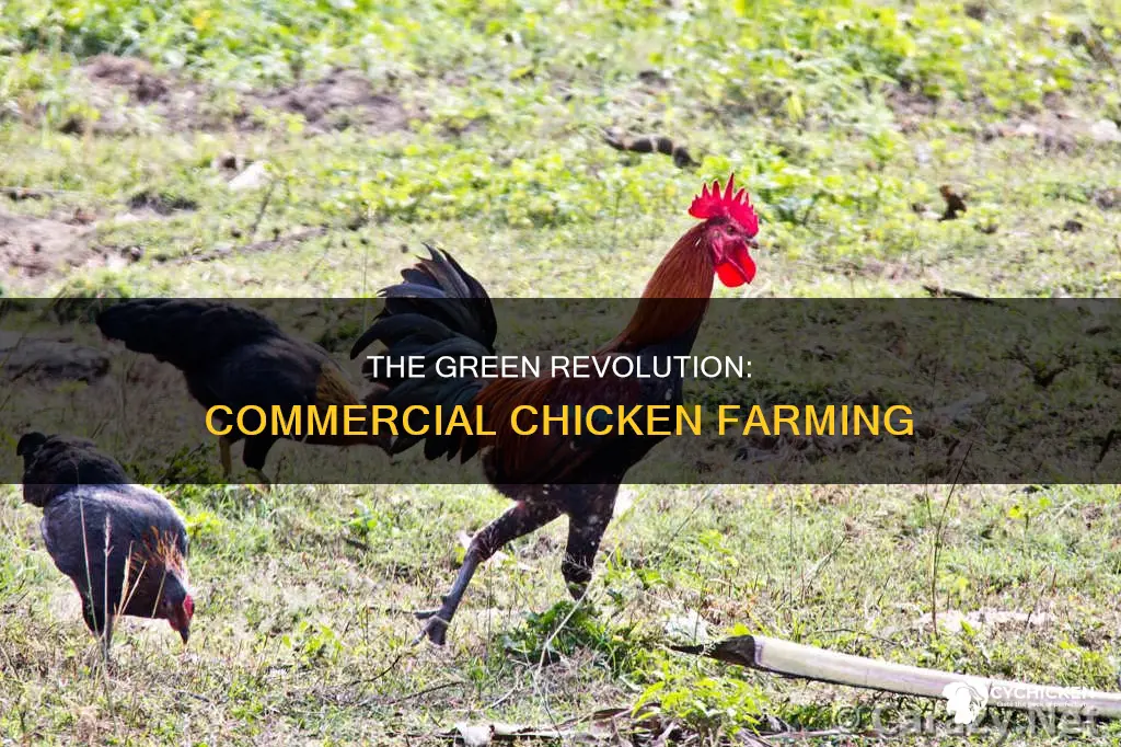 The Green Revolution: Commercial Chicken Farming | CyChicken