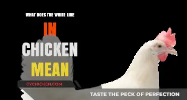 Understanding The Proventriculus: A Chicken's Vital Digestive Organ ...