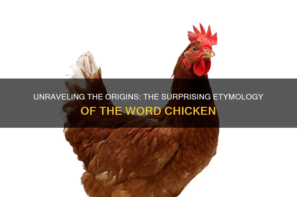 Unraveling The Origins: The Surprising Etymology Of The Word Chicken ...