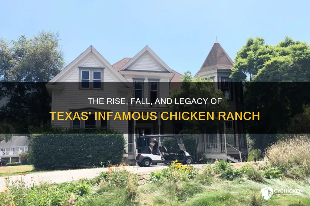 The Rise, Fall, And Legacy Of Texas' Infamous Chicken Ranch | CyChicken