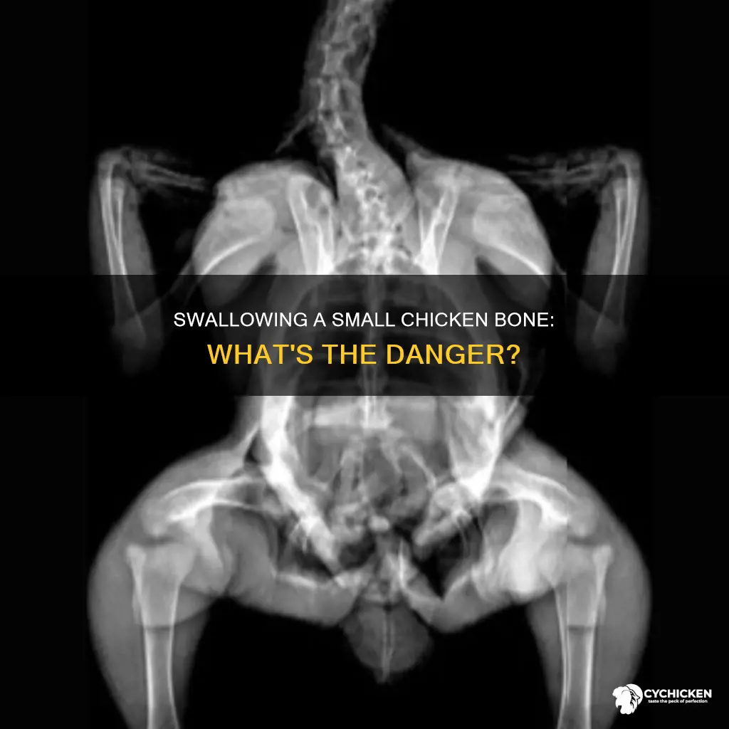 Swallowing A Small Chicken Bone: What's The Danger? | CyChicken
