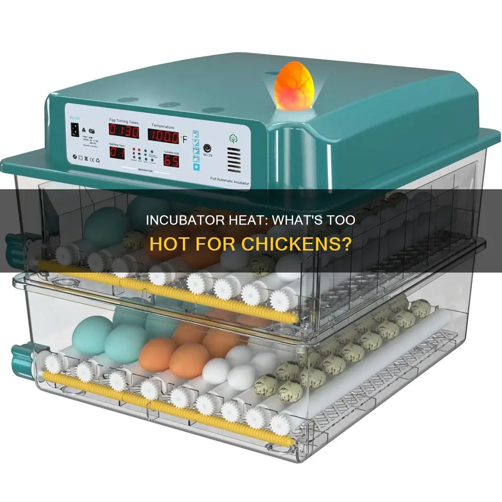 Incubator Heat: What's Too Hot For Chickens? | CyChicken