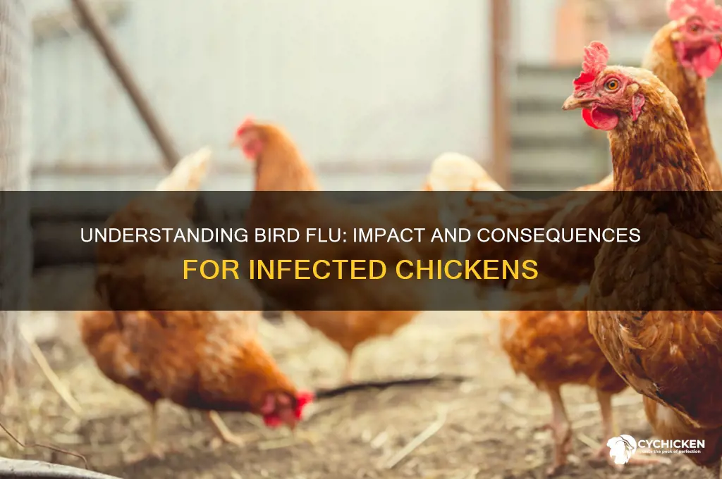 Understanding Bird Flu: Impact And Consequences For Infected Chickens ...