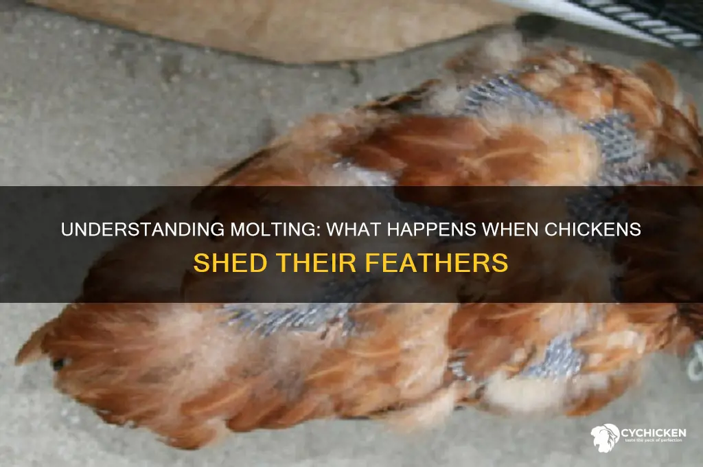Understanding Molting: What Happens When Chickens Shed Their Feathers ...