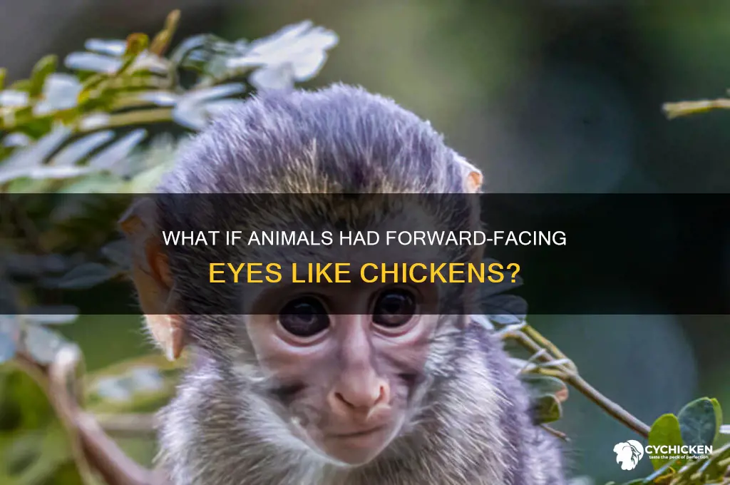 What If Animals Had Forward-Facing Eyes Like Chickens? | CyChicken
