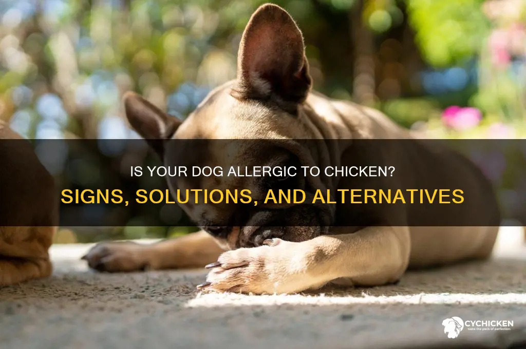 Is Your Dog Allergic To Chicken? Signs, Solutions, And Alternatives ...