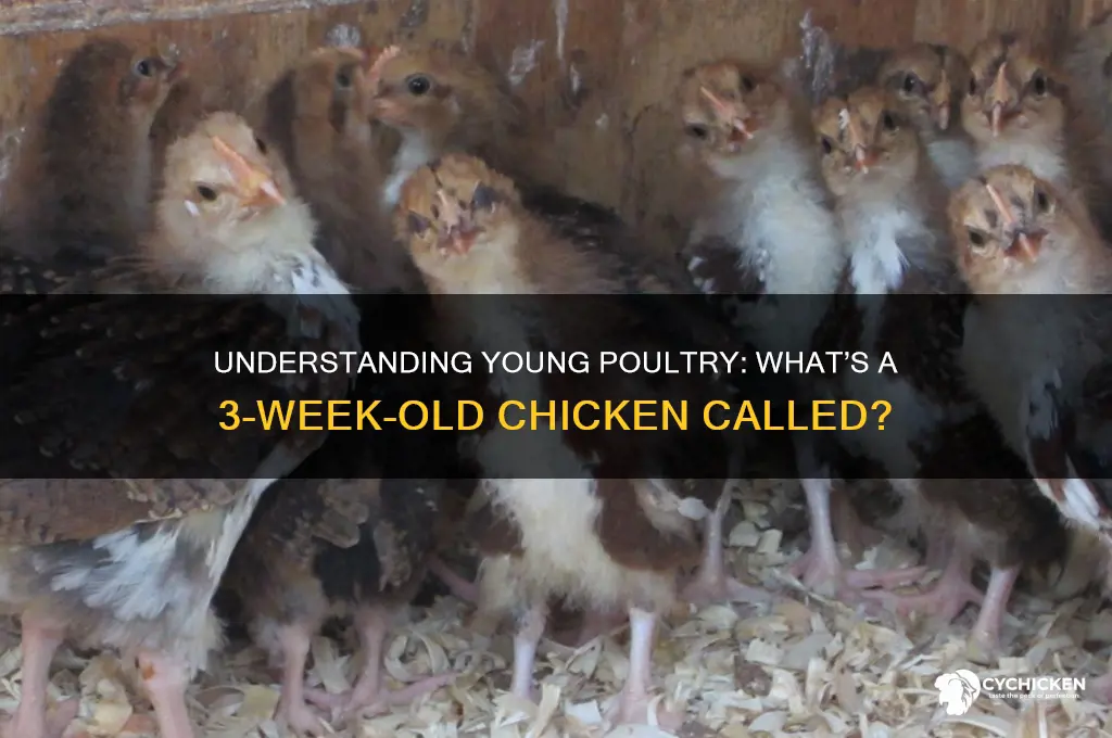 Understanding Young Poultry: What’S A 3-Week-Old Chicken Called ...