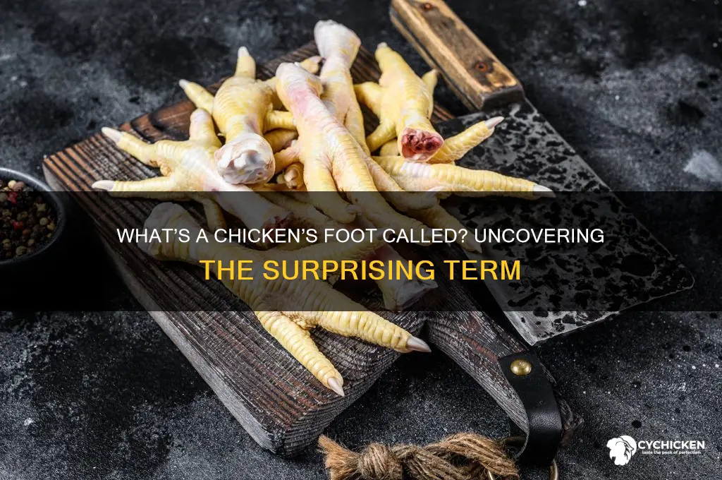 What’S A Chicken’S Foot Called? Uncovering The Surprising Term | CyChicken
