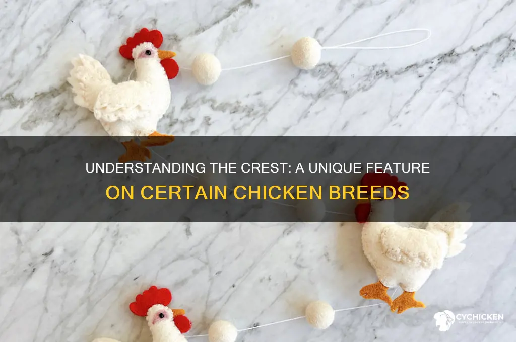 Understanding The Crest: A Unique Feature On Certain Chicken Breeds ...
