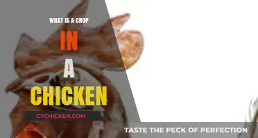 Understanding A Chicken's Normal Temperature: Essential Care Guide ...