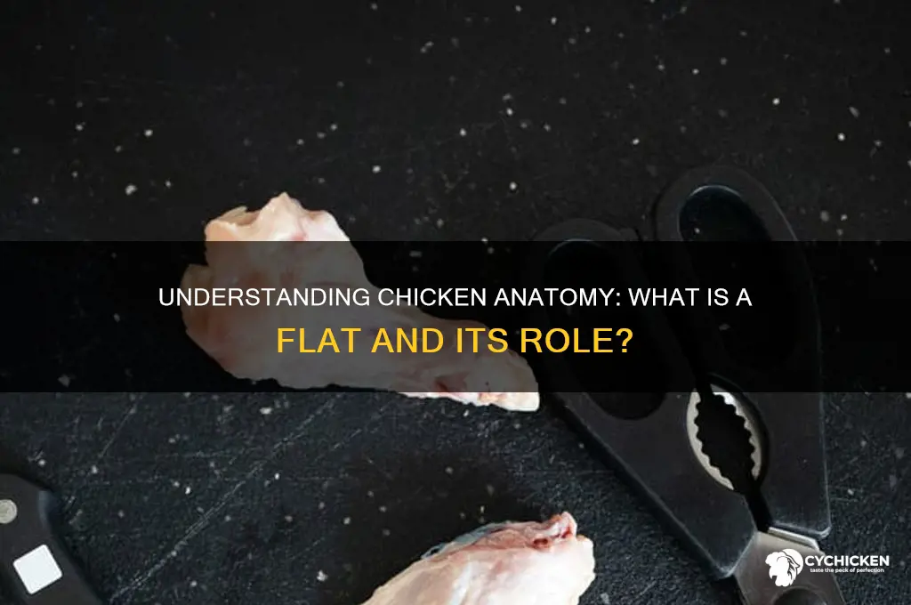 Understanding Chicken Anatomy: What Is A Flat And Its Role? | CyChicken