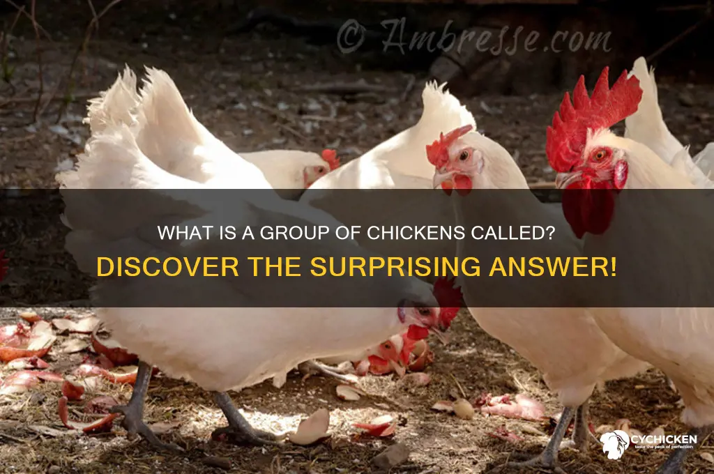 What Is A Group Of Chickens Called? Discover The Surprising Answer ...