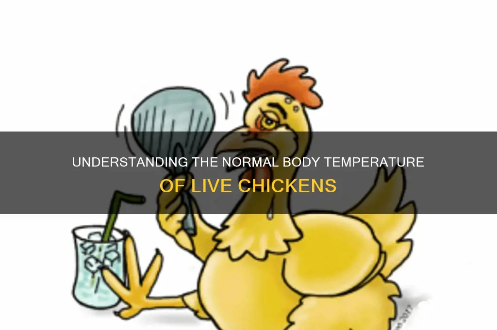 Understanding The Normal Body Temperature Of Live Chickens | CyChicken