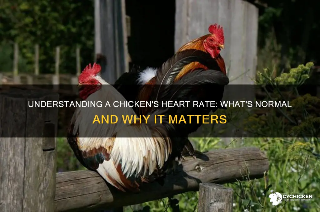 Understanding A Chicken's Heart Rate: What's Normal And Why It Matters ...