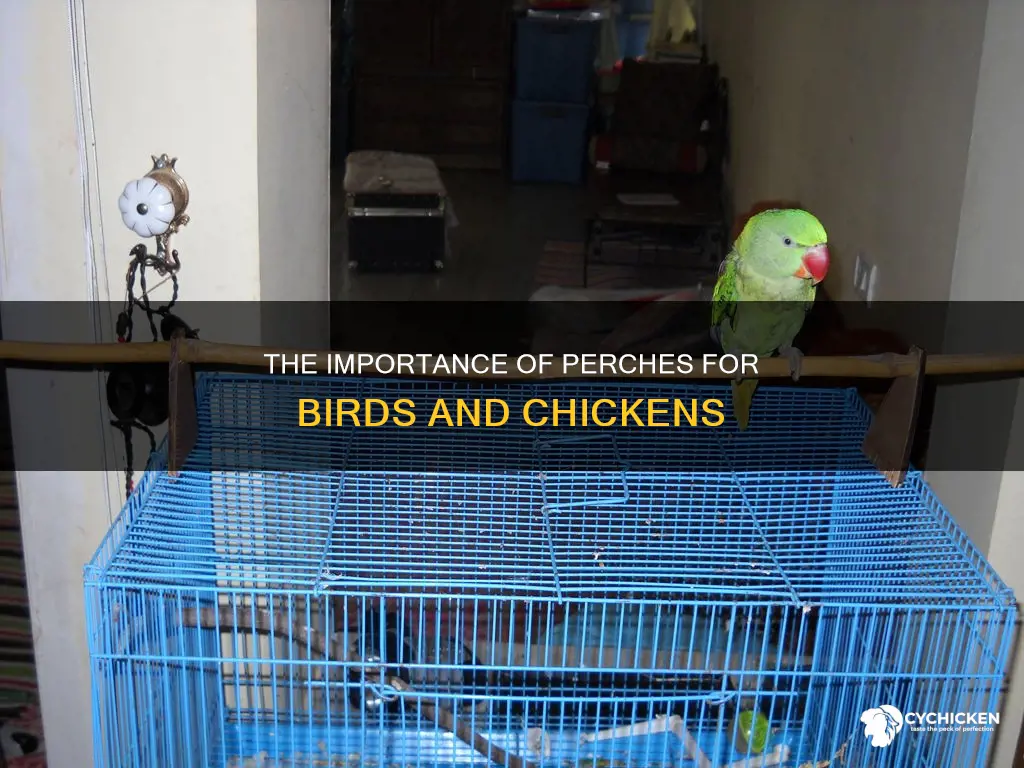 The Importance Of Perches For Birds And Chickens | CyChicken