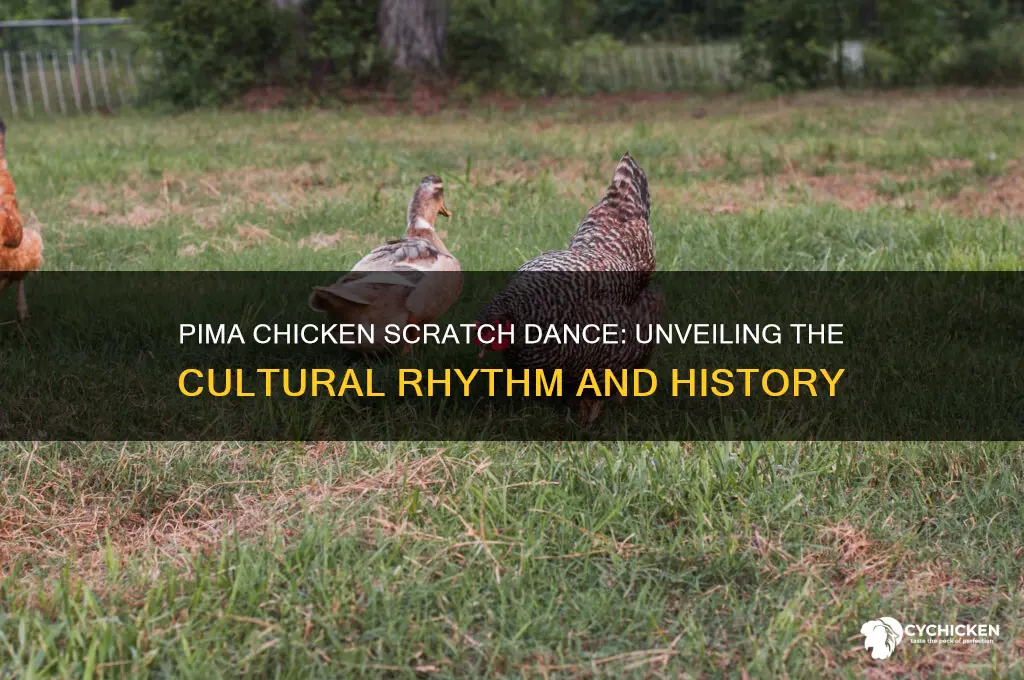Pima Chicken Scratch Dance: Unveiling The Cultural Rhythm And History ...